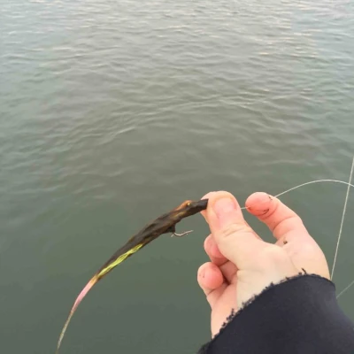 Flounder Season Opens in New Jersey - TackleDirect