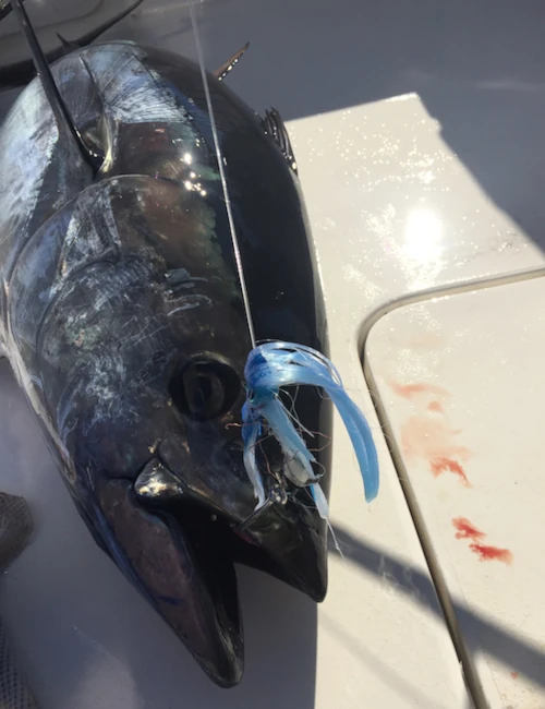 Inshore Trolling for Bluefin - TackleDirect