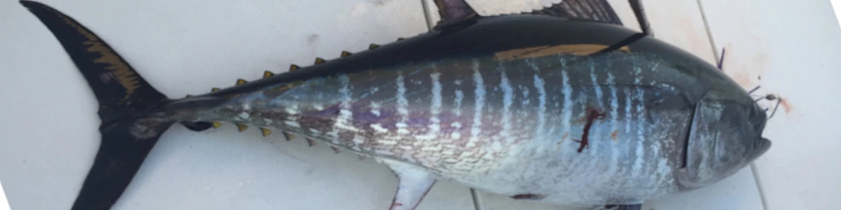Inshore Trolling for Bluefin - TackleDirect
