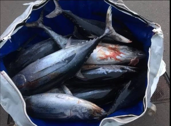 Tuna Report from Columbia River Bar - TackleDirect