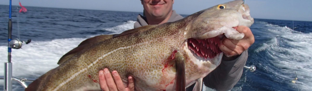 Cod Bait Bite - TackleDirect