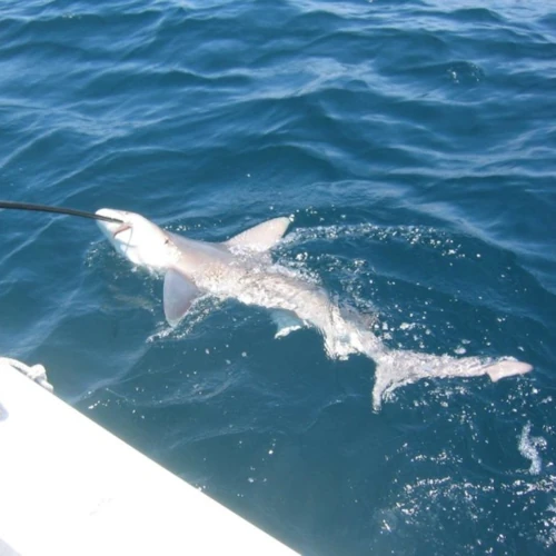 Inshore Sharking - TackleDirect