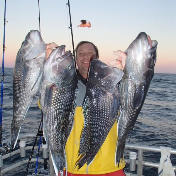 Sea Bass Reopener - TackleDirect