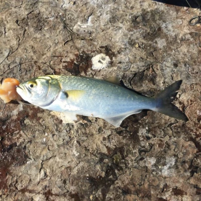 Snapper Zappin - TackleDirect