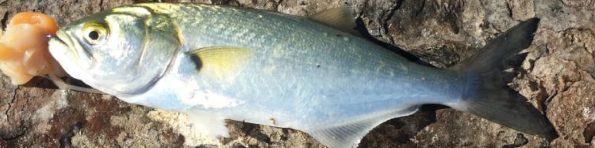 Snapper Zappin - TackleDirect