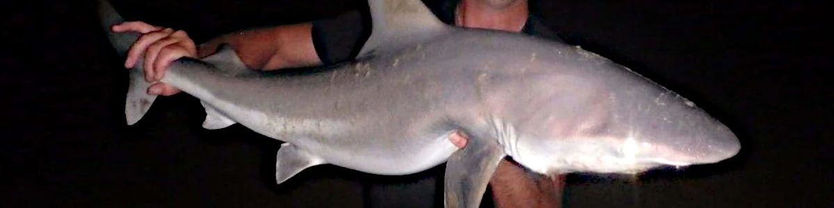 Surf Sharking - TackleDirect