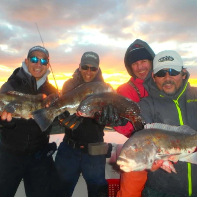 Tog Tips - TackleDirect