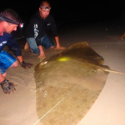 Big Game Surf Rays - TackleDirect