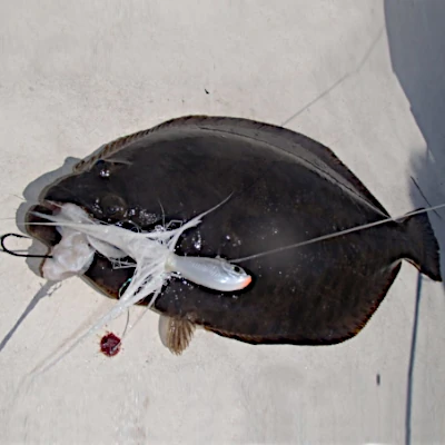Bucktailing Ocean Fluke - TackleDirect