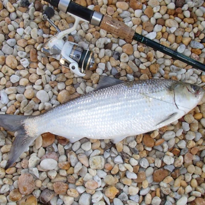 Jersey Tarpon - TackleDirect