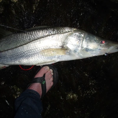 Jetty and Pier Snookin - TackleDirect