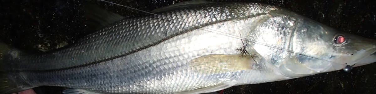 Jetty and Pier Snookin - TackleDirect