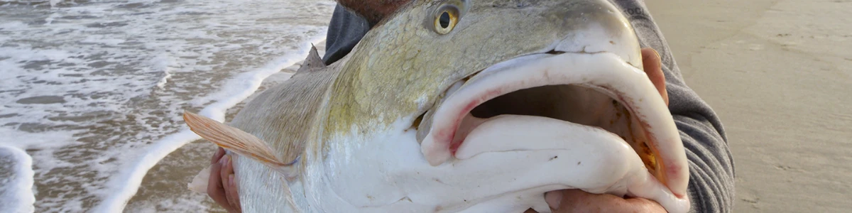 Outer Banks Surf Redfish - TackleDirect