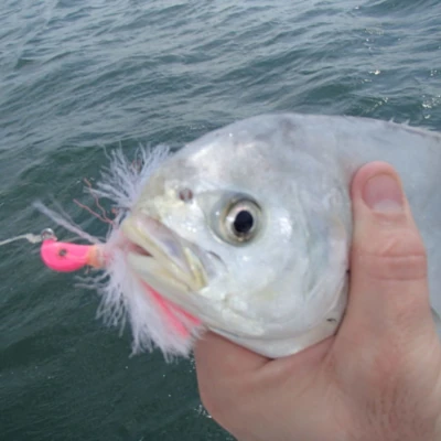 Pompano from the Surf - TackleDirect