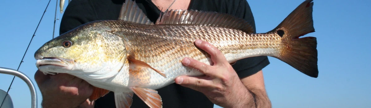 Cold Water Redfish - TackleDirect