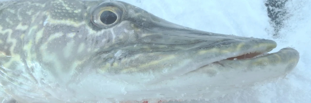 Ice Out Pike - TackleDirect