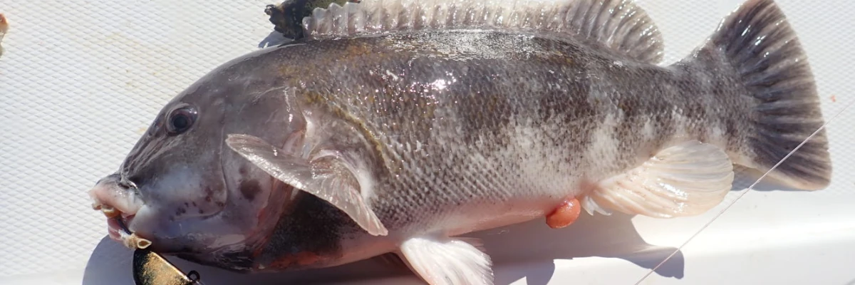 Spring Tog Tactics - TackleDirect