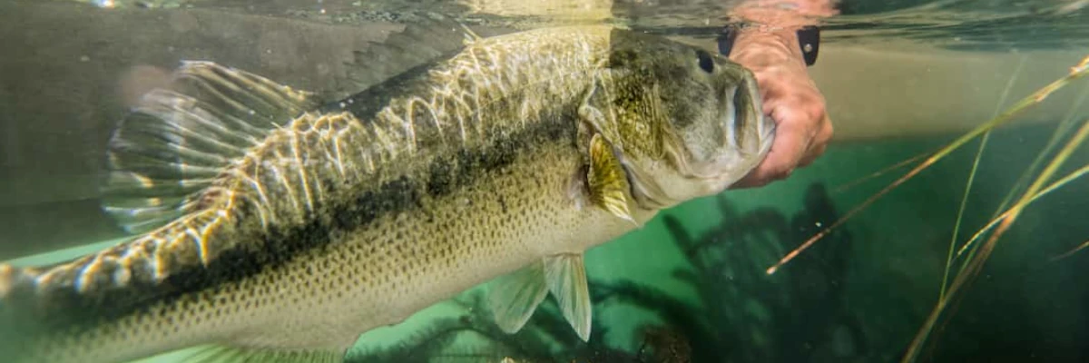 Catch and Release Etiquette - TackleDirect