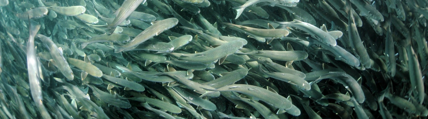 Fishing During the Florida Mullet Run - TackleDirect