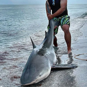 Fishing During the Florida Mullet Run - TackleDirect