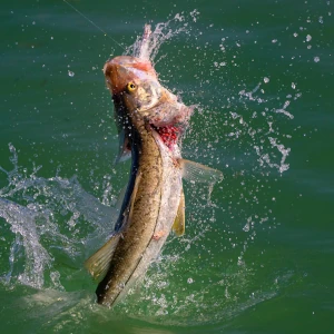 Fishing During the Florida Mullet Run - TackleDirect