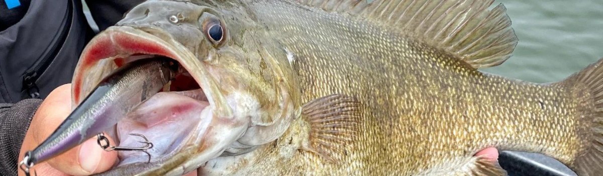 What Lures Are Best for Bass? - TackleDirect