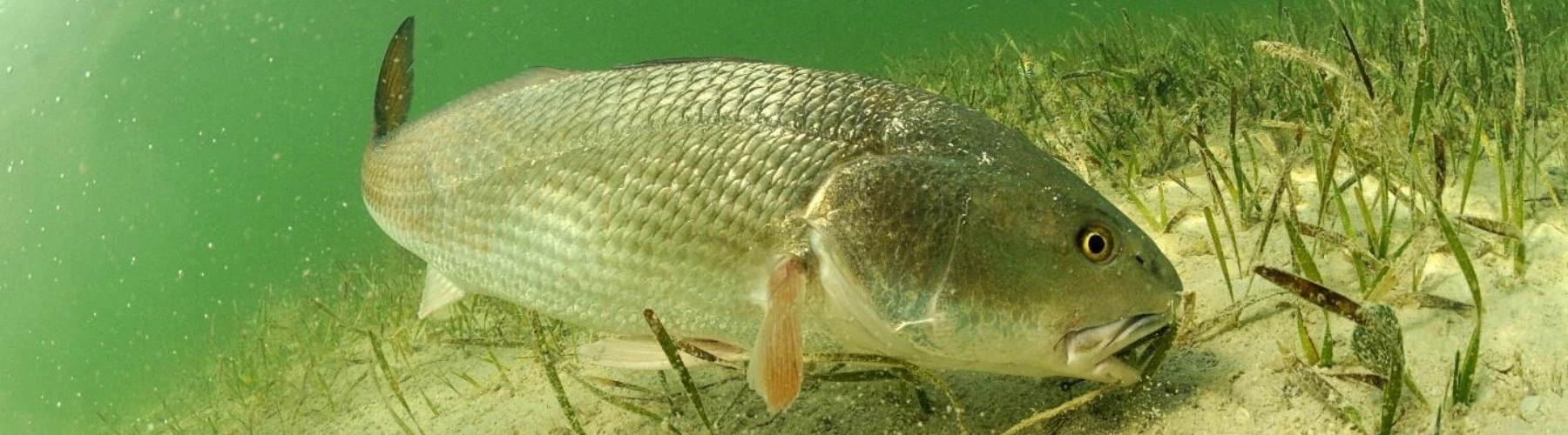 Red October in Florida - TackleDirect