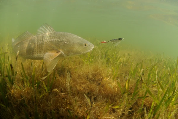 Red October in Florida - TackleDirect