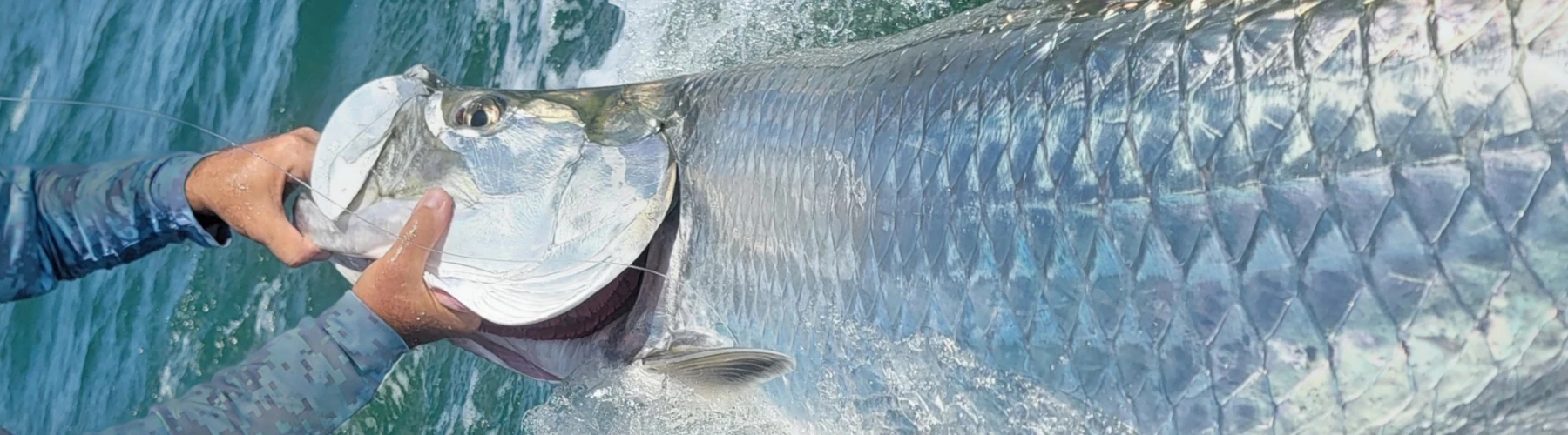 Tarpon Fishing in Florida - TackleDirect