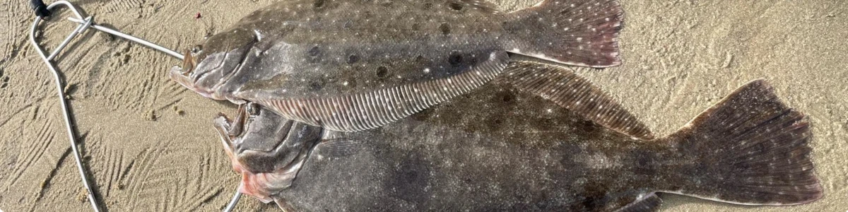 Tips for Spring Flounder Fishing - TackleDirect