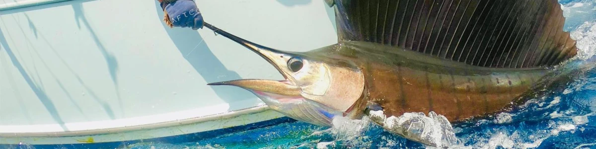 Best Sailfish Reels & Rods - TackleDirect