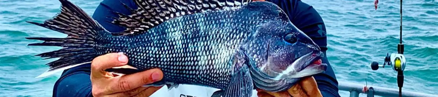 Black Sea Bass Tips & Tackle - TackleDirect