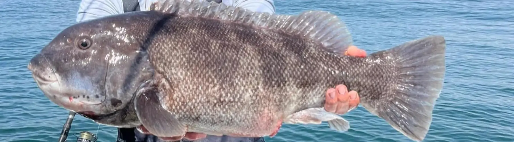 Blackfish Tips & Tackle - TackleDirect