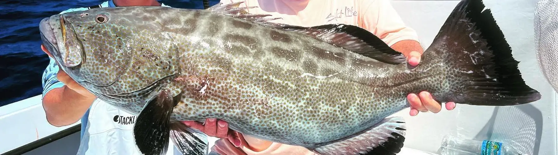 Grouper Fishing in Florida - TackleDirect