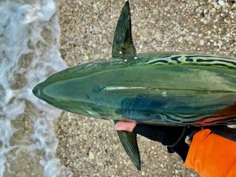 How to Fish for False Albacore - TackleDirect