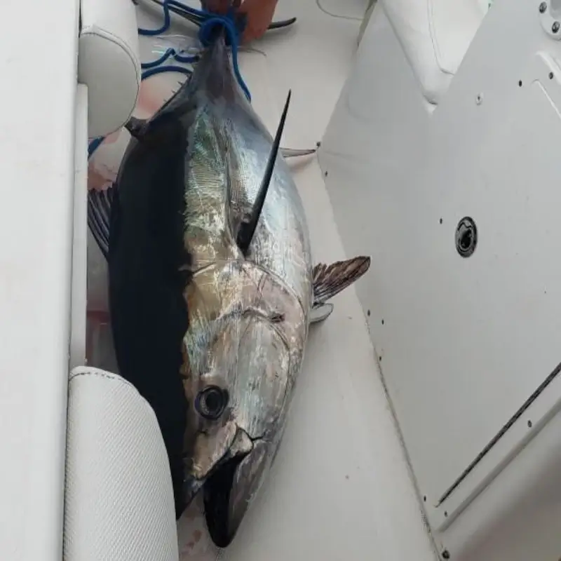 Late Fall Bluefin Tuna - TackleDirect