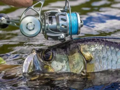 Top 10 Inshore Spinning Reels - TackleDirect