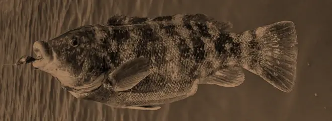 Blackfish Essential Gear | TackleDirect