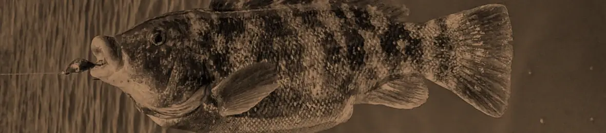 Blackfish Essential Gear | TackleDirect