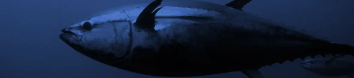 Bluefin Tuna Popping Gear | TackleDirect