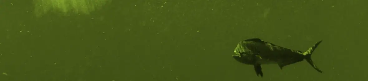 Dolphin (Mahi) Essential Gear | TackleDirect