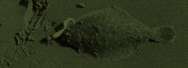 Flounder / Fluke Essential Gear | TackleDirect