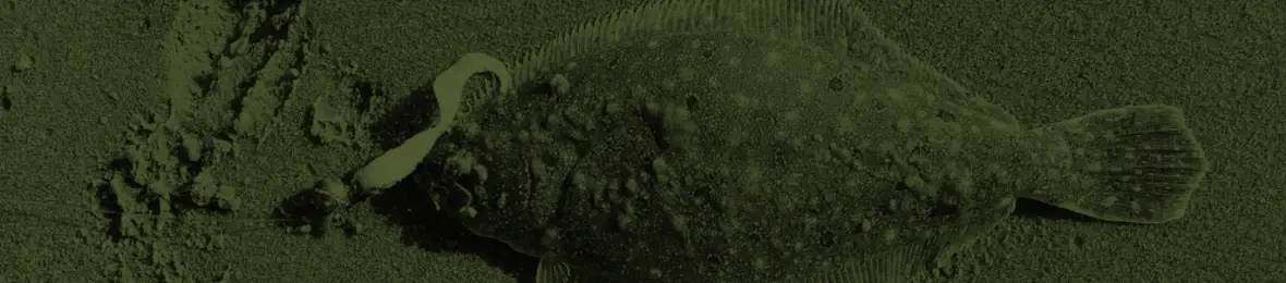 Flounder / Fluke Essential Gear | TackleDirect