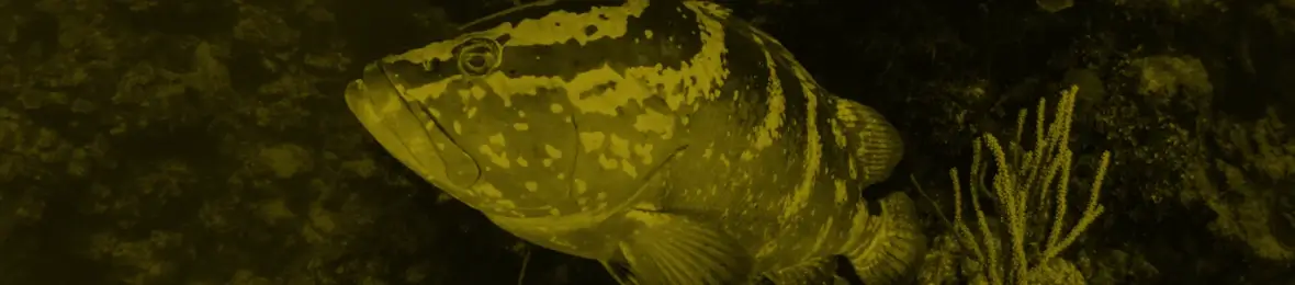 Grouper Bottom Fishing Gear | TackleDirect