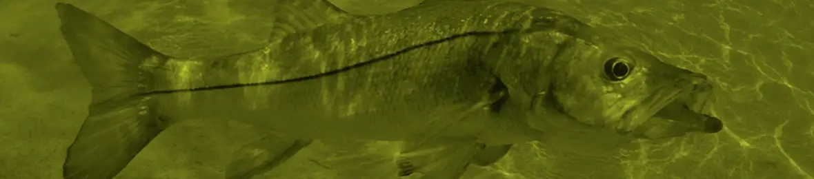 Snook Essential Fishing Gear | TackleDirect