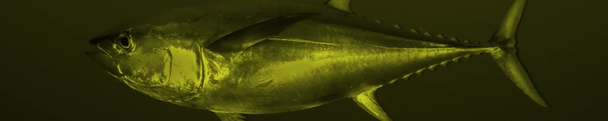 Yellowfin Tuna Essential Fishing Gear | TackleDirect