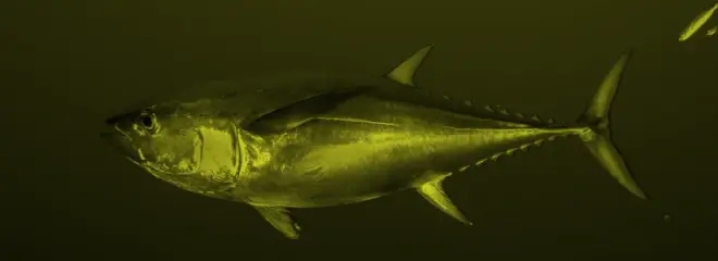 Yellowfin Tuna Jigging Gear | TackleDirect