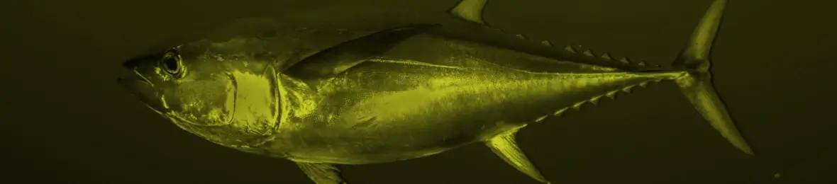 Yellowfin Tuna Jigging Gear | TackleDirect